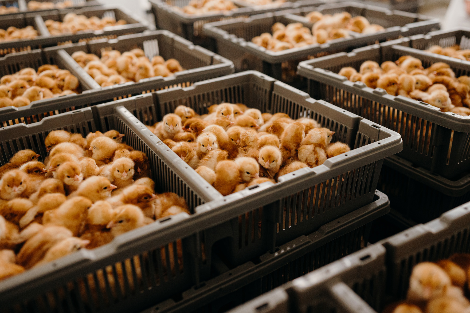 Day-old chicks | Geldof Poultry Products, Hatching eggs, Hatchery